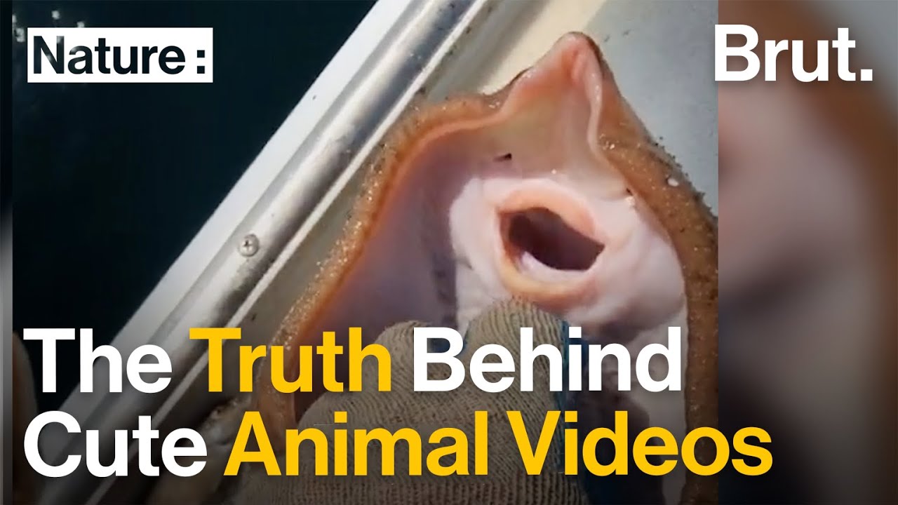 The Truth Behind These Viral Animal Videos - YouTube