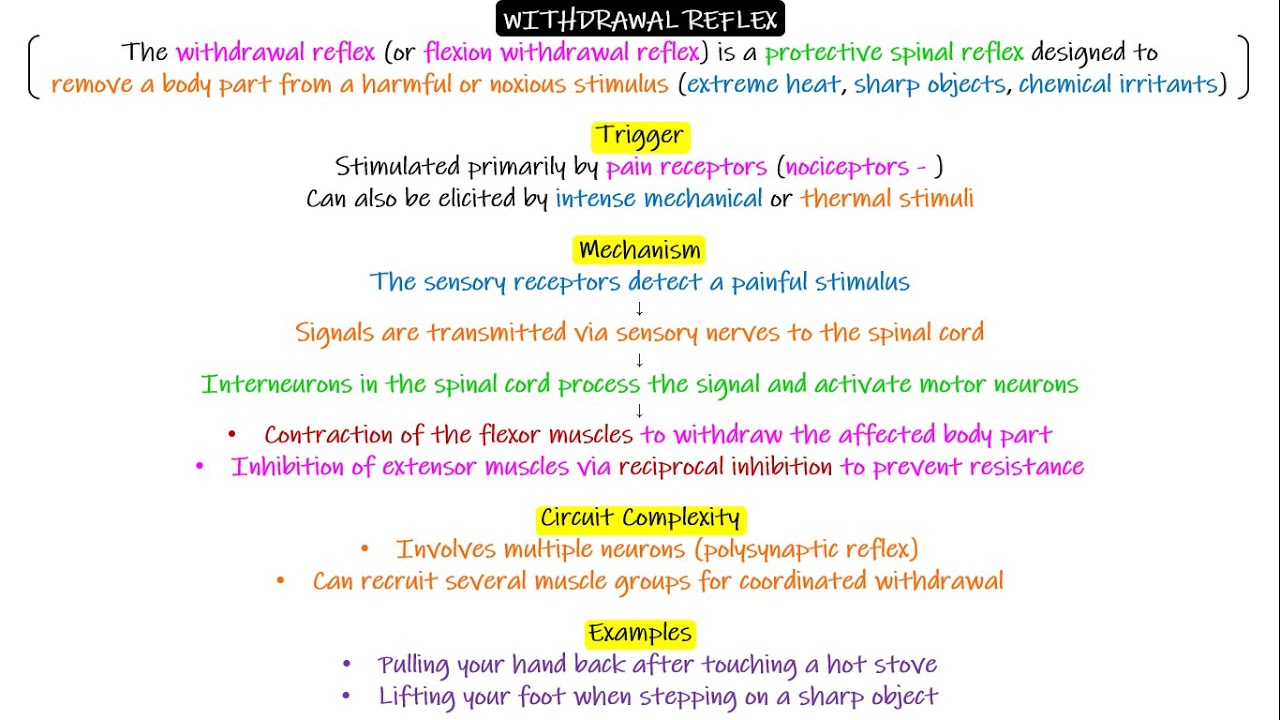 Withdrawal reflex, Crossed extensor reflex. Chapter 55 part 6. Guyton ...