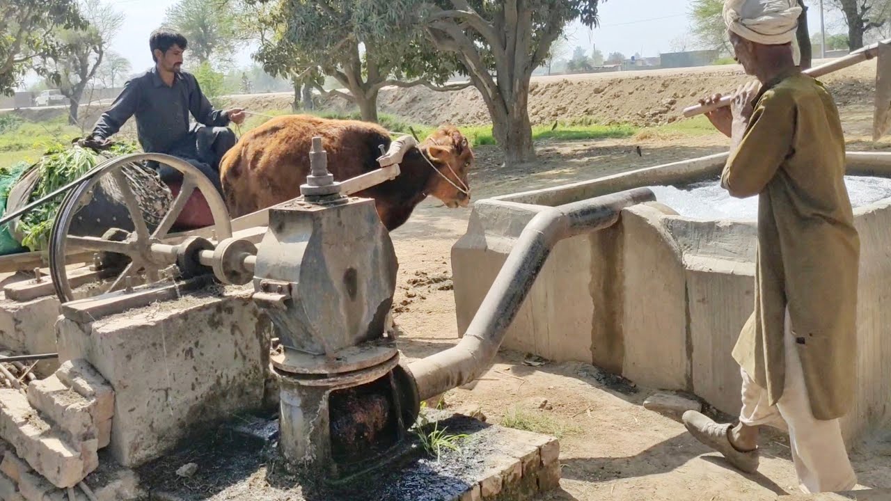 Beautiful village life of punjab Pakistan || tube well water pump ...