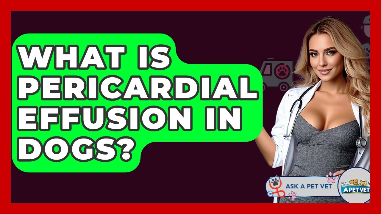 What Is Pericardial Effusion In Dogs? - Ask A Pet Vet - YouTube