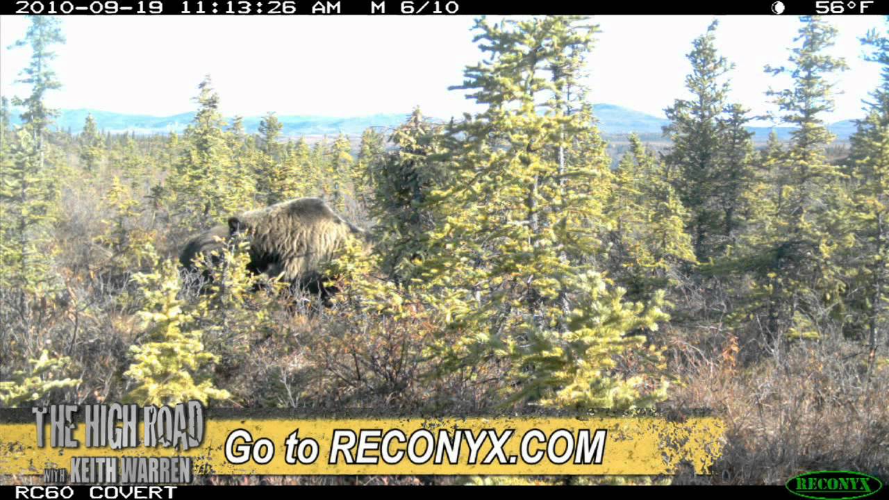 Grizzly Bear on Trail Camera in Alaska! - The High Road with Keith ...