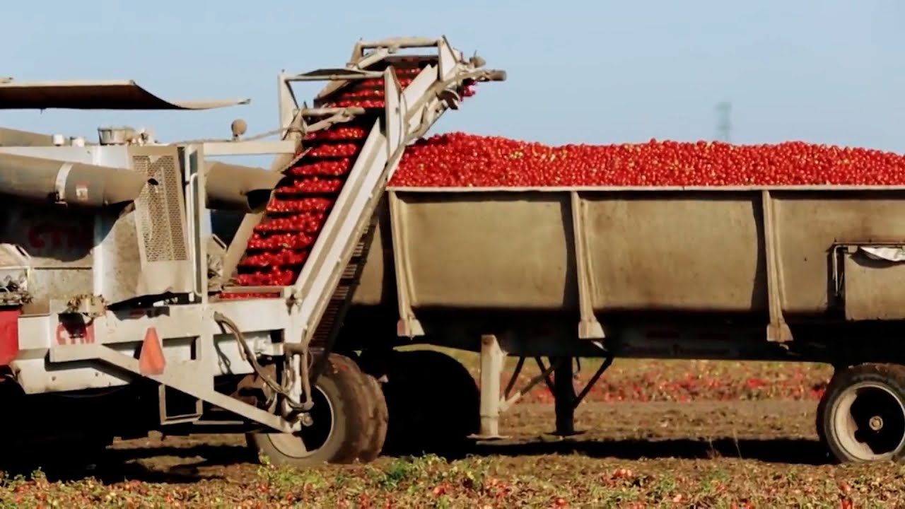 Tomato Harvester Machine Van Den Beucken Machinebouw :: Harvesting