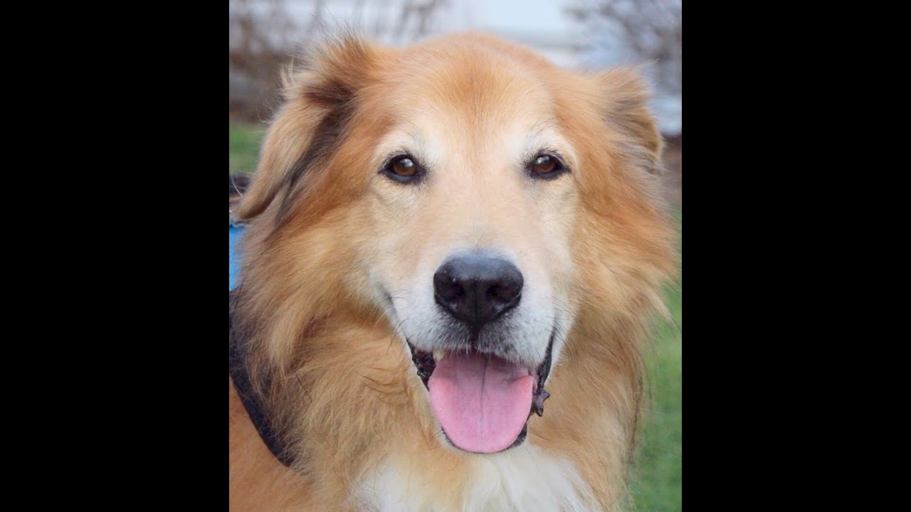 Nikalus, Golden Retriever Rescue Resource, GRRR Inc. - YouTube