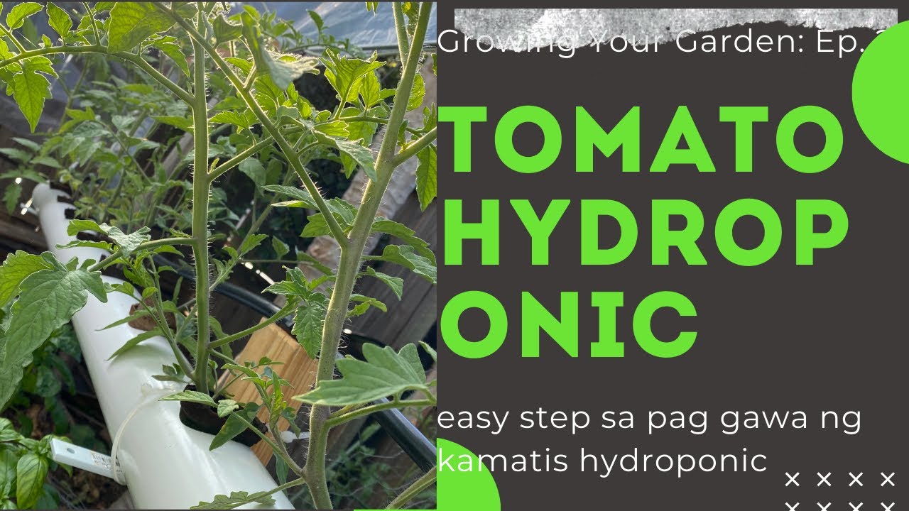 Tomato 🍅 or (kamatis hydroponic) - YouTube