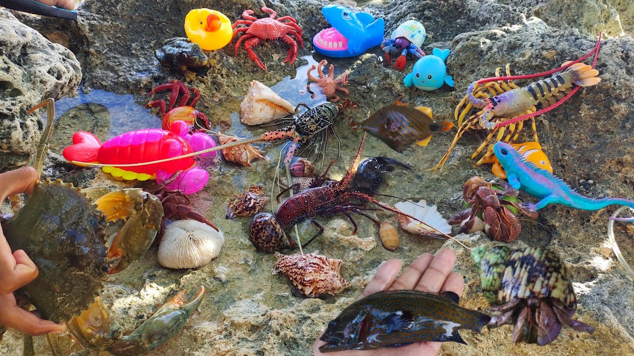 Find big hermit crabs, ornamental fish, nemo fish, real lobsters, mud ...