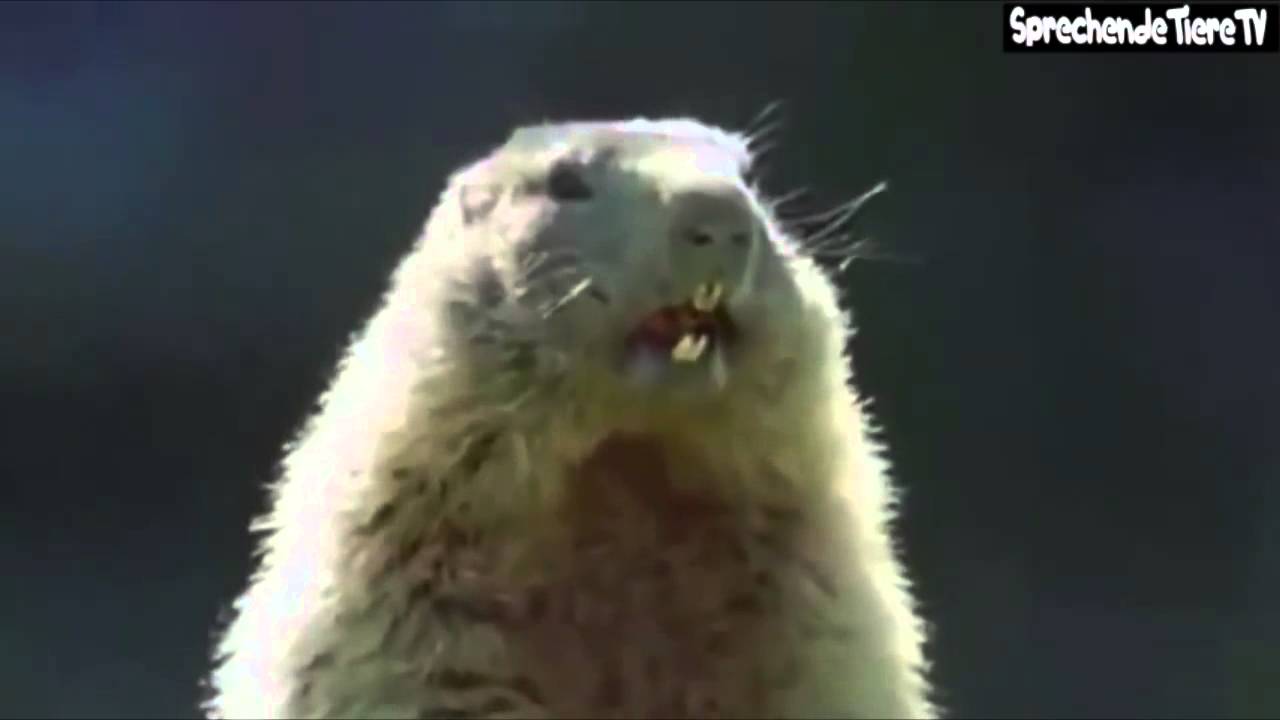 Hey, Allen 10 Minuten Version - YouTube