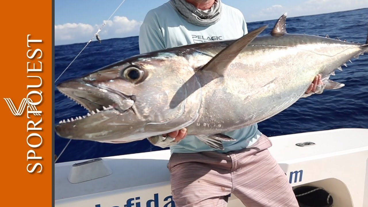 Huge Dogtooth Tuna Destroys Live-bait at Rodrigues Island 🎣 - YouTube