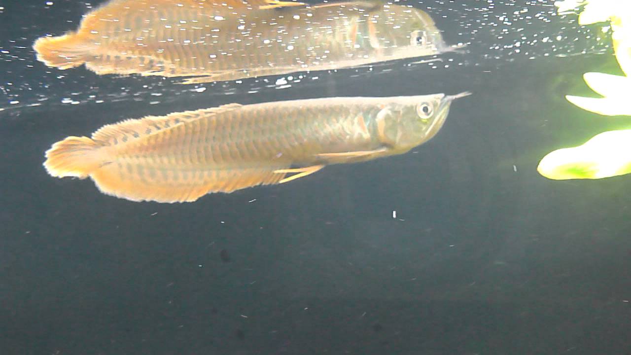 Silver Arowana and Orange Saum - YouTube