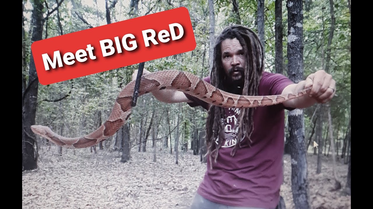 Meet BIG ReD - YouTube