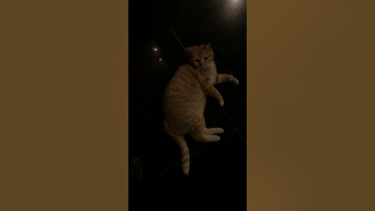 Lazy Orange Cat悠闲自在的橘猫 Cat Cutecat Orangecats Youtube
