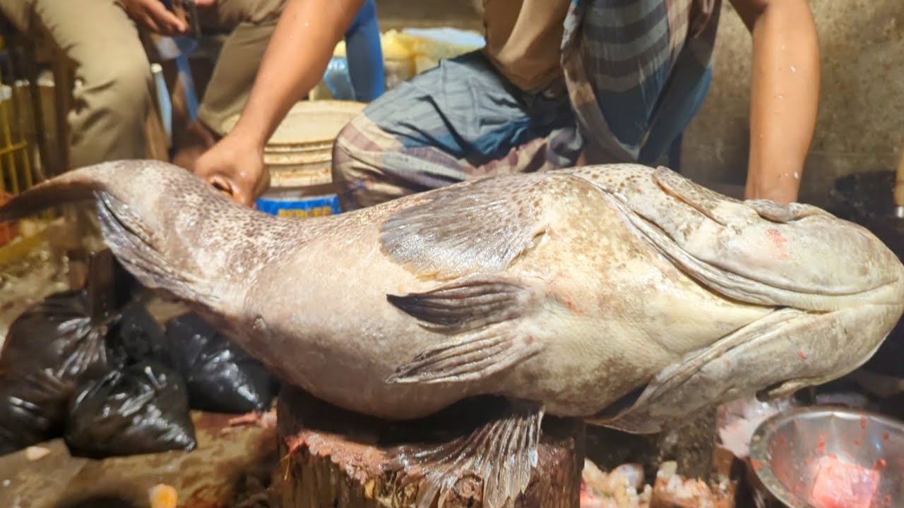 Incredible Giant Monster Hamour Fish Cutting & Skinning Skills Dhaka ...