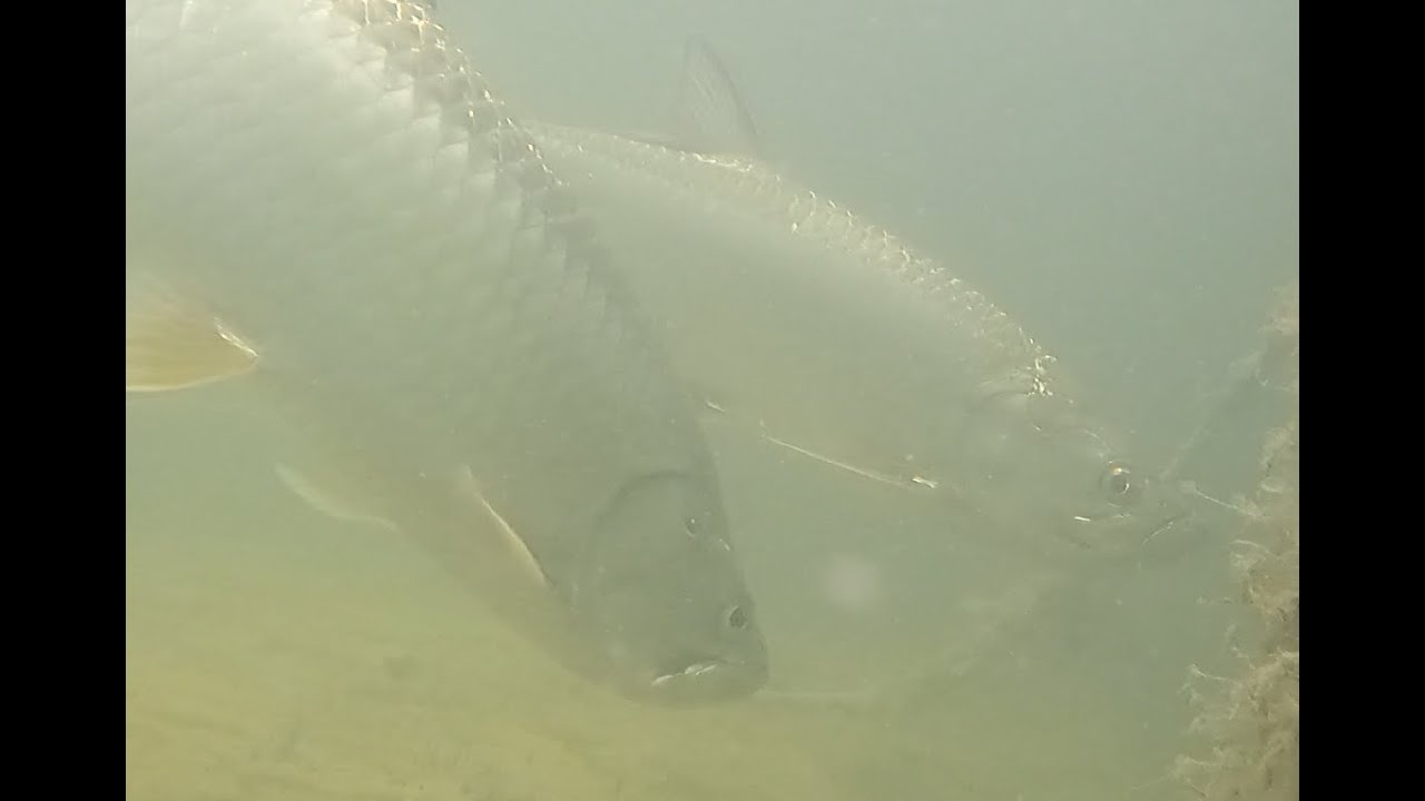 Tarpon in Islamorada Florida - YouTube