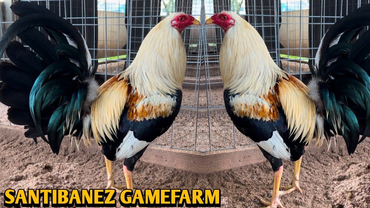 Joe Goode Grey Yellow leg Cardinal Kelso - SANTIBANEZ FARM - YouTube