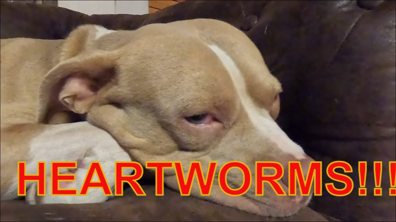 HeartWorm Treatment: First Injection - YouTube