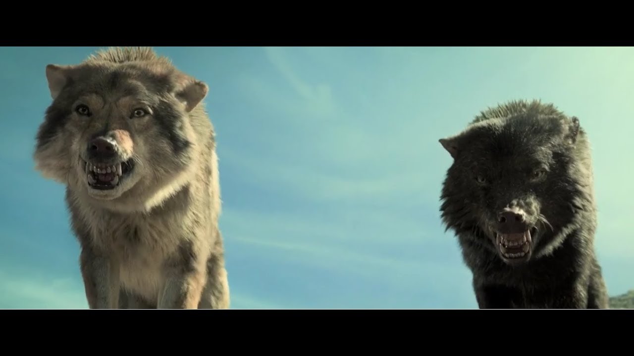 Alpha Wolf Attacking