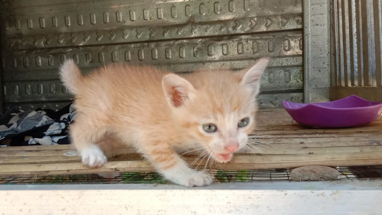 Kucing lucu, kucing oyeng, bermain kucing lucu, kucing imut, bermain ...