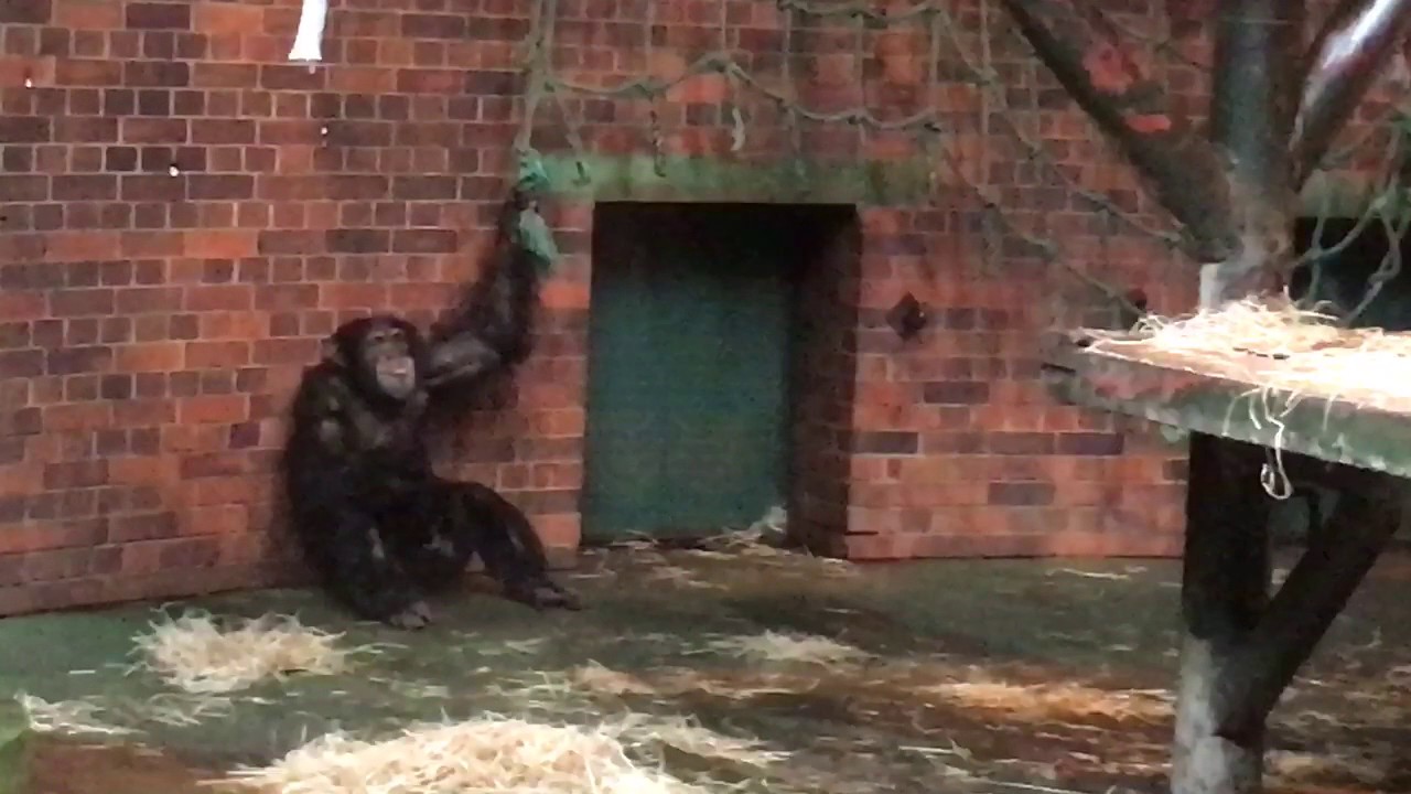 Chimpanzee Yawning at Chester Zoo - YouTube