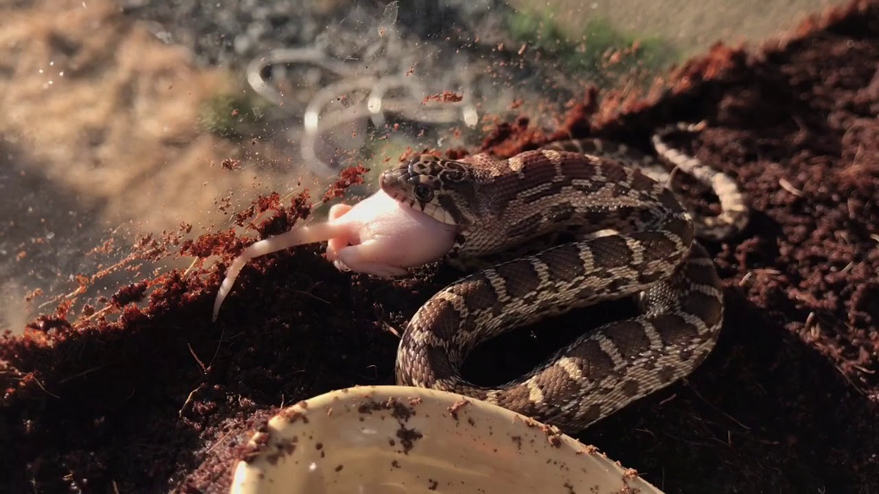feeding my pet gopher snake a baby mouse!!! - YouTube