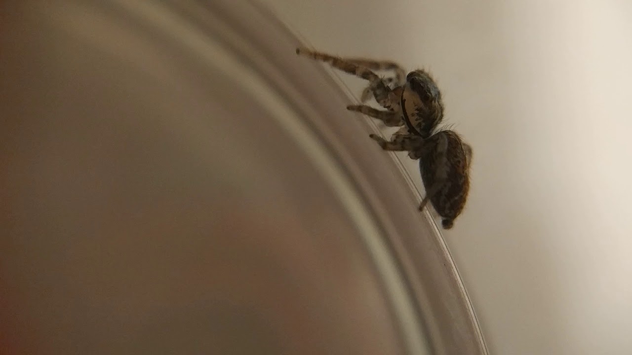 Jumping Spider Waving Arms - YouTube