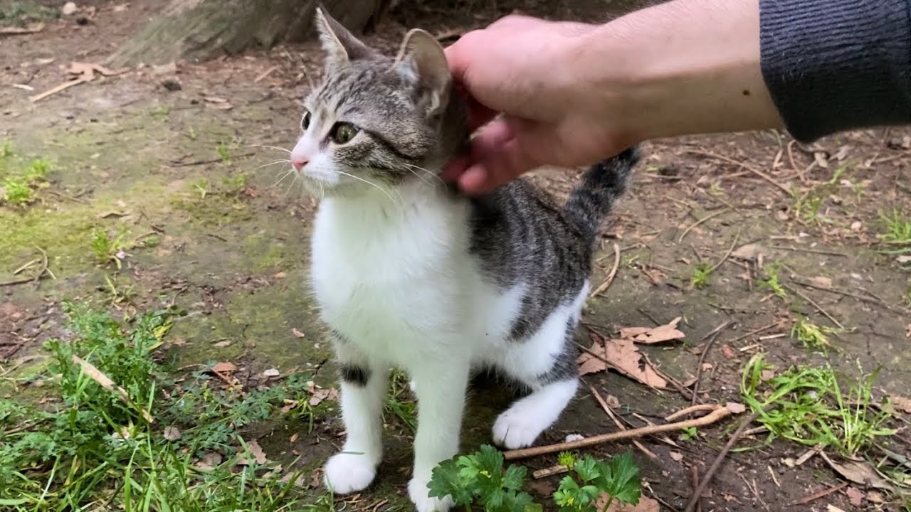 Beautiful Kittens living on the street. I gave them food. 😍 - YouTube