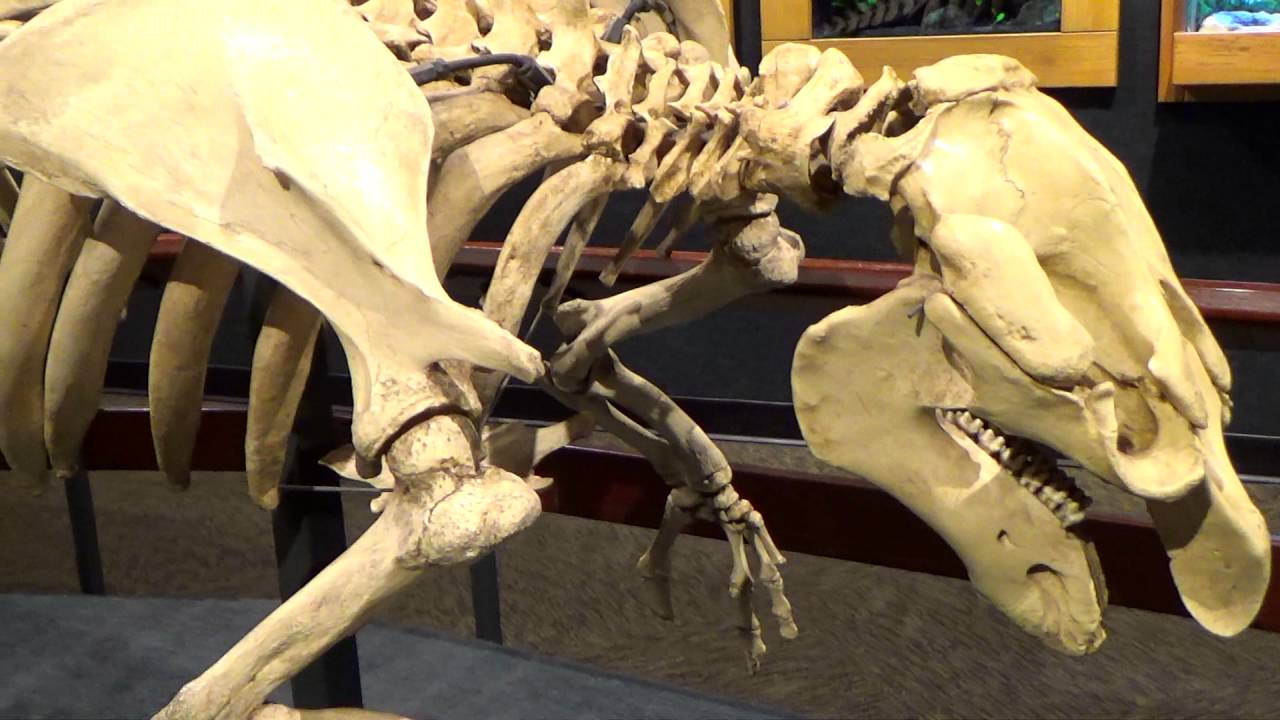 Complete Manatee Skeleton and Bones - YouTube