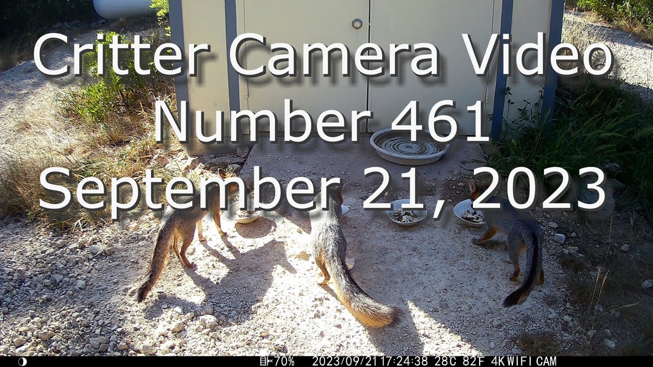 Critter Cam Video 461 September 21, 2023 in 4K #CritterCamera # ...