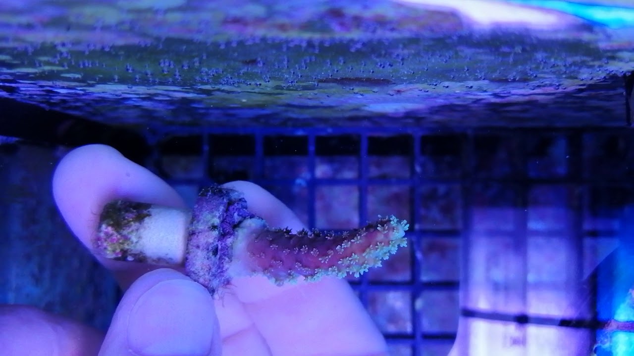 Acropora horrida coral gandalf - YouTube