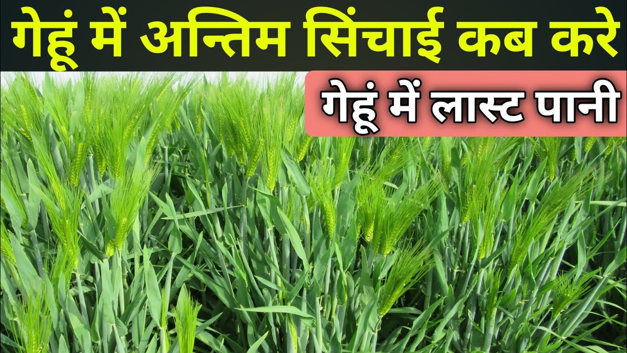 गेहूं में आखरी सिंचाई/गेहूं की अंतिम सिंचाई कब करे/Gehu me pani - YouTube