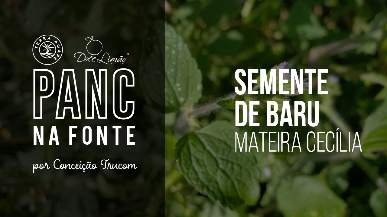 PANC na Fonte - Semente de baru - YouTube