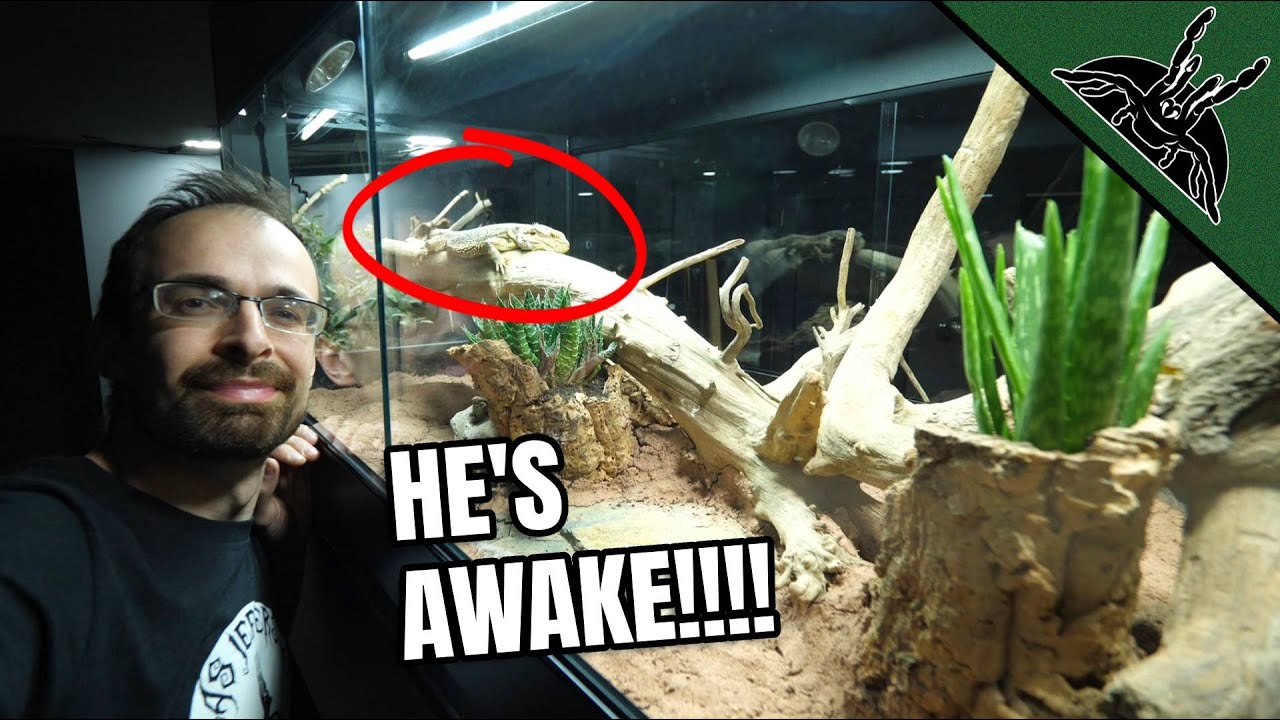 Building an ULTIMATE DESERT ENCLOSURE - Bearded Dragon enclosure - YouTube