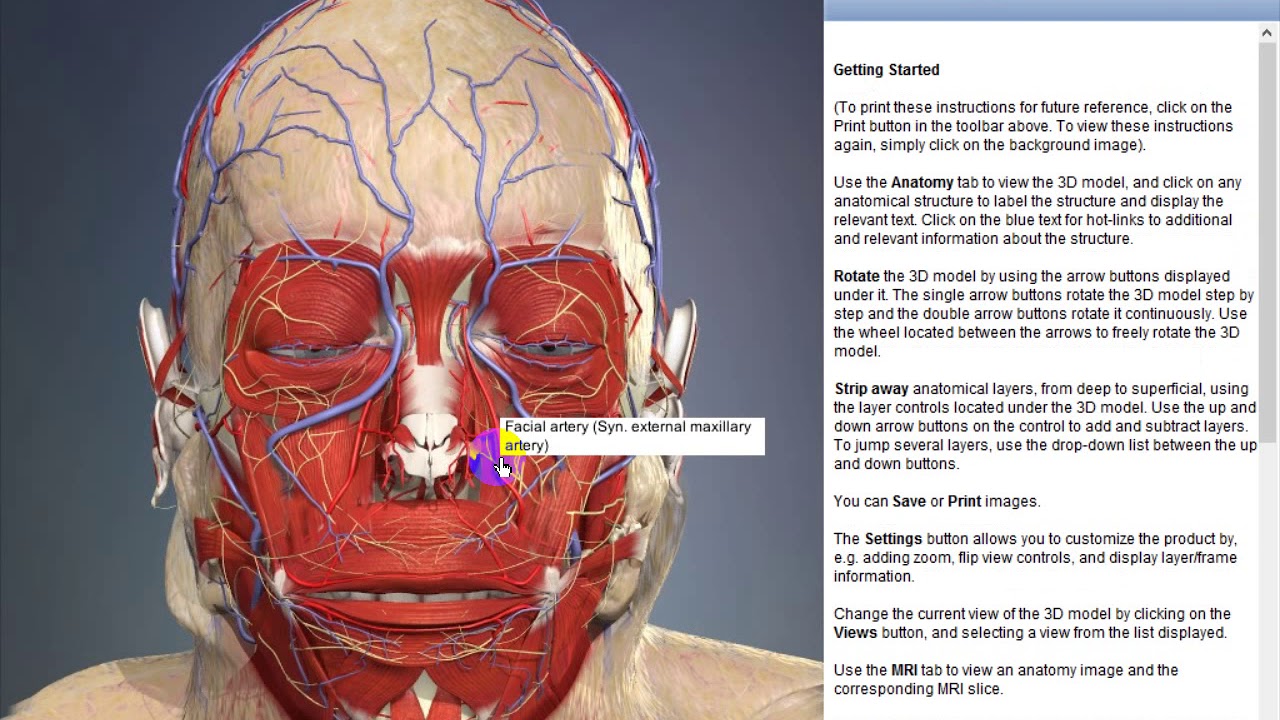 Facial artery (Syn. external maxillary artery) | Arteries of head and ...