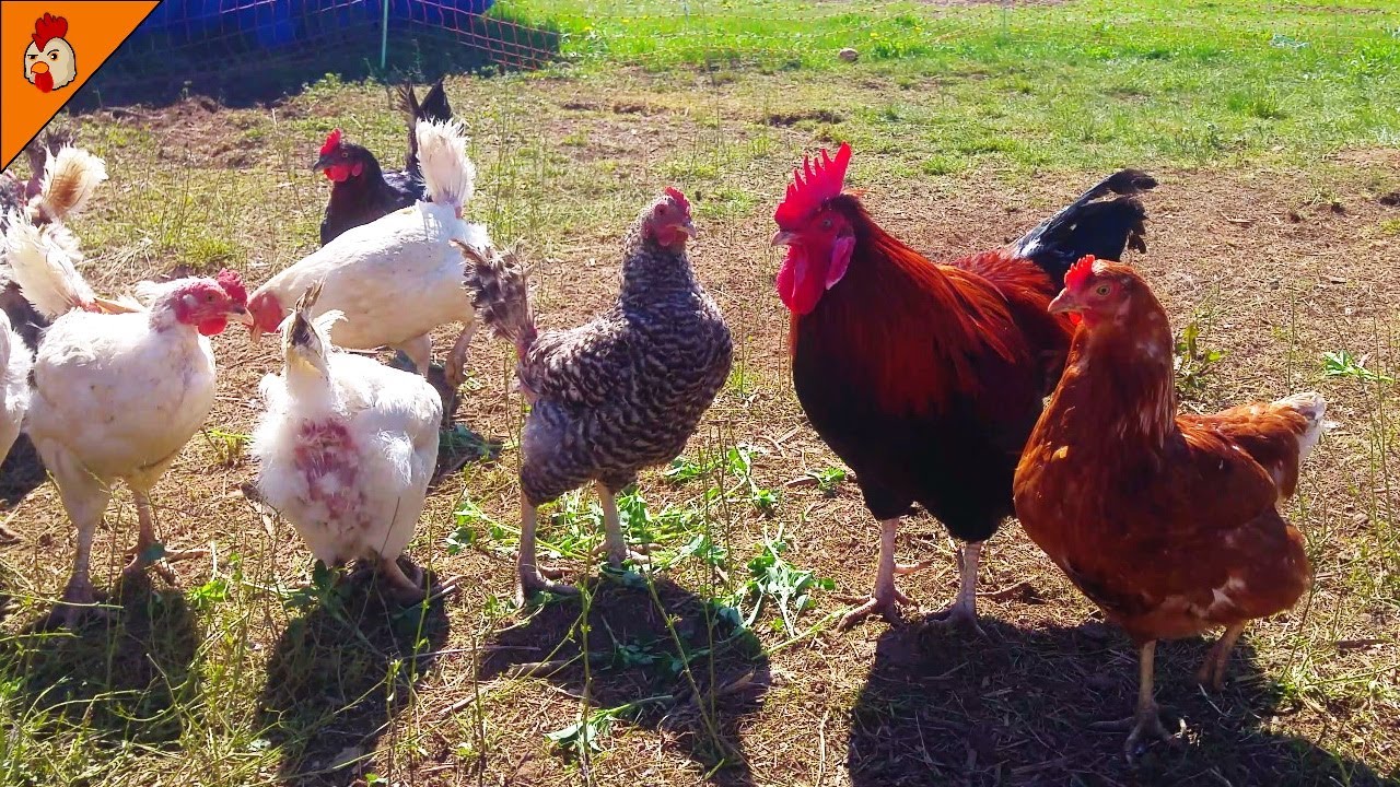 Rooster and Chicken Videos on YouTube - YouTube