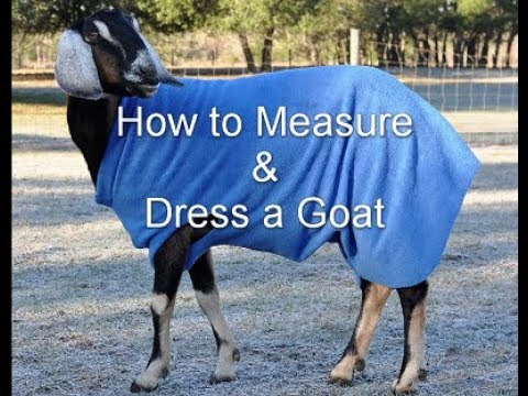 How to Measure / Fit and Dress a Goat in a Sweater - Cold Weather Goats ...