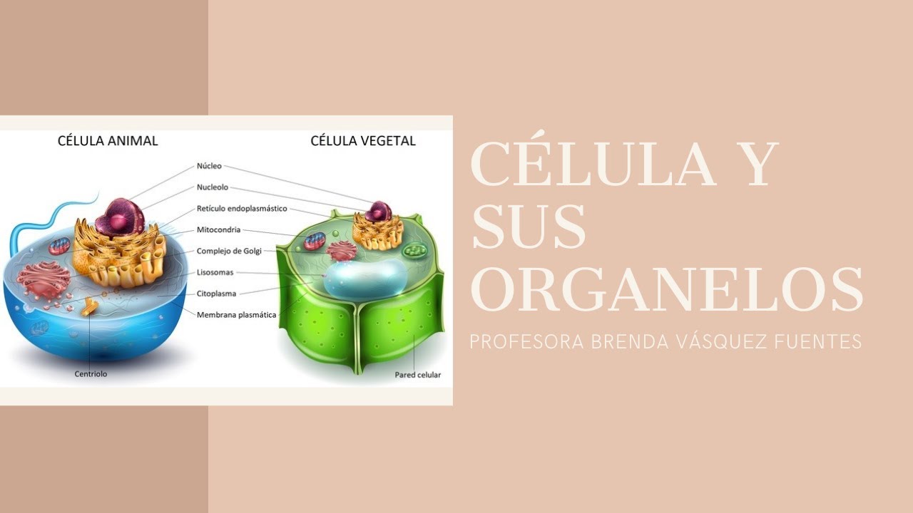 Capsula N°1, Célula y Organelos, - YouTube