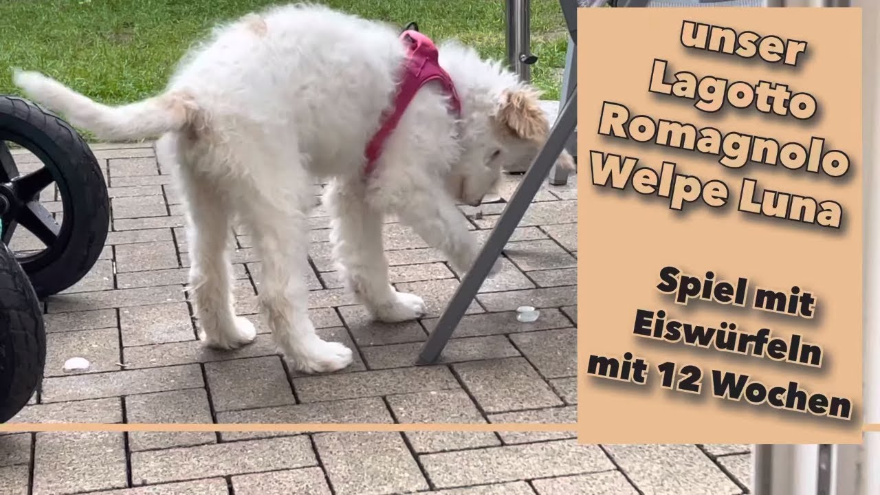 Unser Lagotto Romagnolo Welpe Luna - Spiel mit Eiswürfeln mit 12 Wochen ...