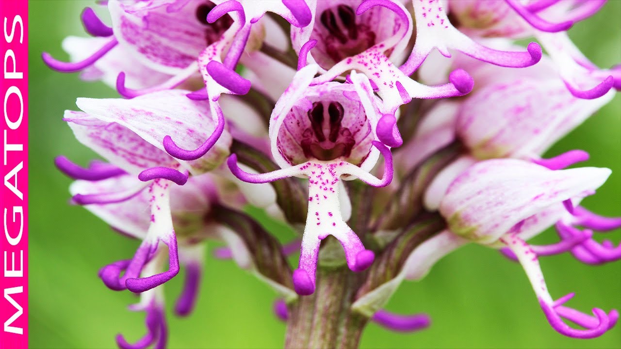 10 Orquídeas Raras Existentes en el Mundo - YouTube