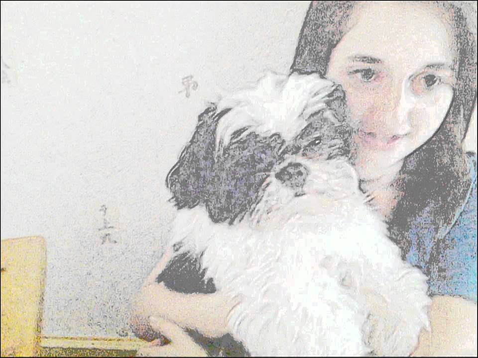 Mon shih tzu - YouTube