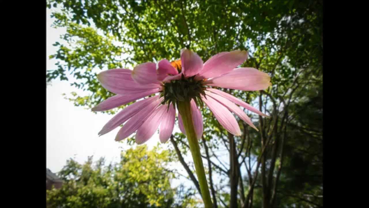 Perfectly Imperfect Photography Nikon L610 - YouTube