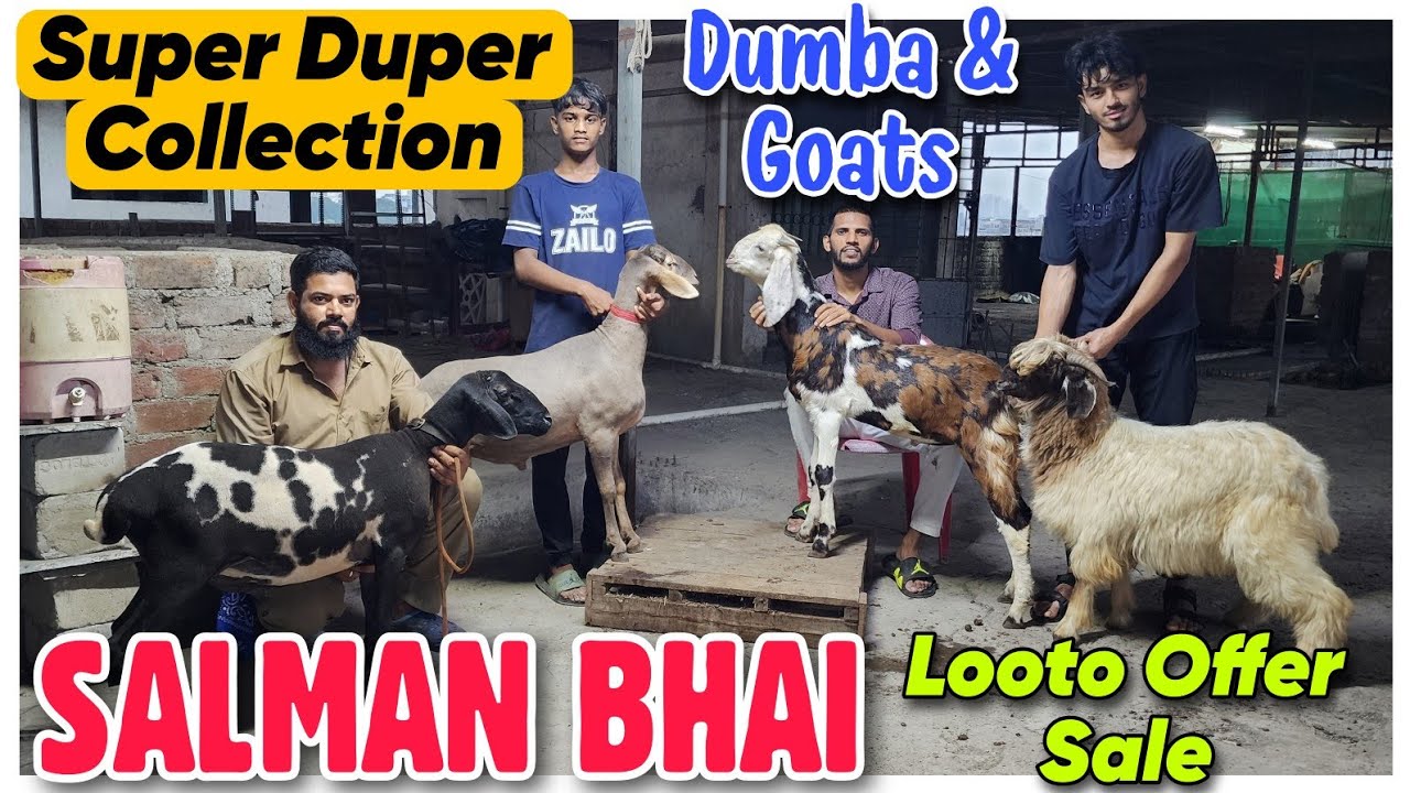 Super Duper Quality Goat Kids At SALMAN BHAI | Saste Turkey Dumba Sheep ...