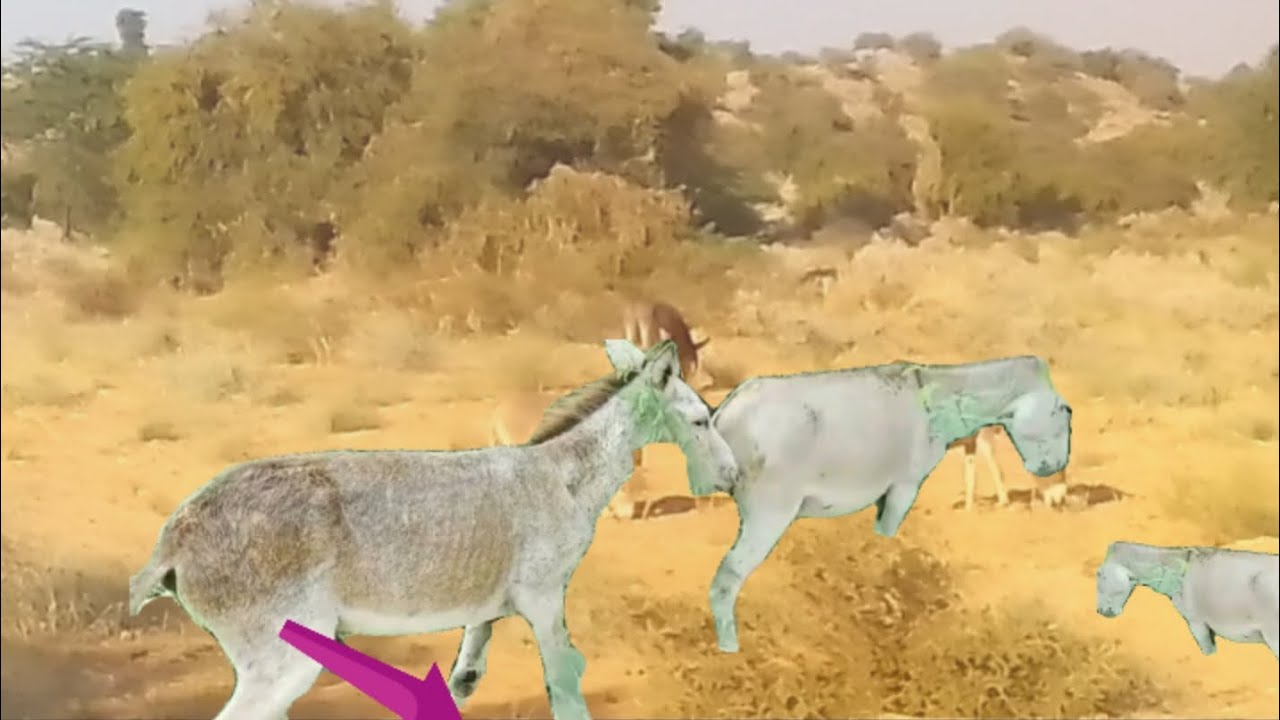 #donkey #please #subscribe #ball #donkey matinge - YouTube