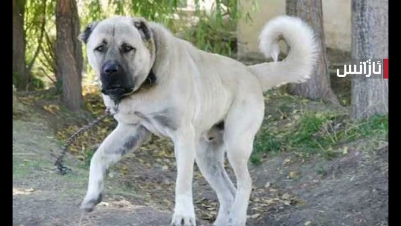 سەگی پشدەر dog Pishdar dog - YouTube