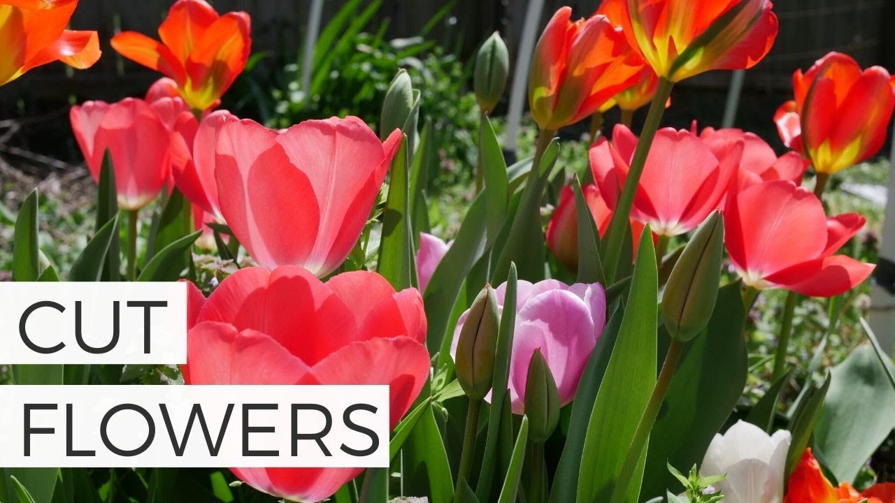 Spring Cut Flower Garden Flower Arrangements with Tulips and Ranunculus ...