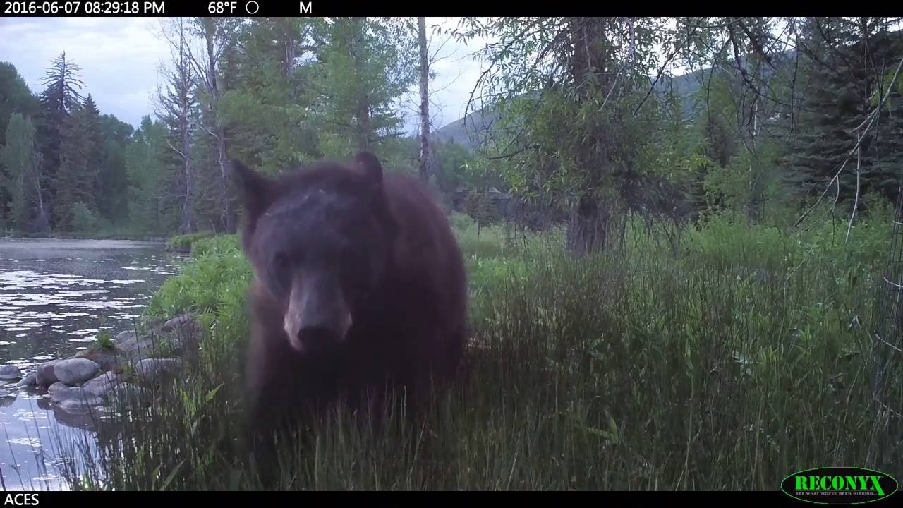 Black Bear Boar June 2016 - YouTube