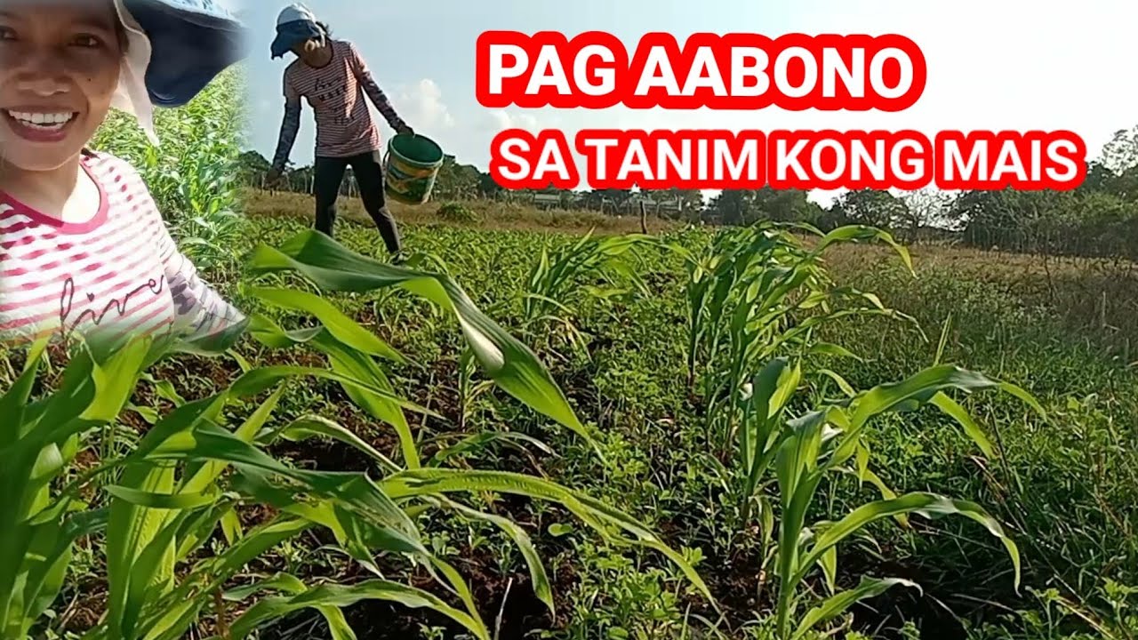 NAG ABONO AKO NG MGA TANIM KO NA MAIS../#BUHAYBUKID/#JOYTV - YouTube