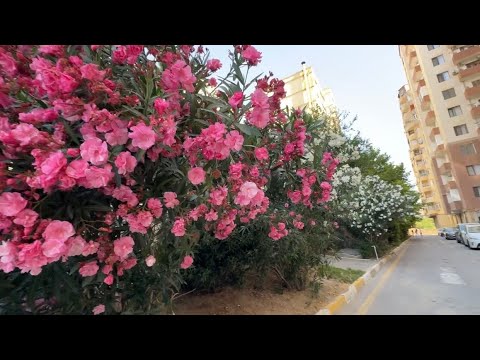 Баку. Новая Ясамальская жизнь))