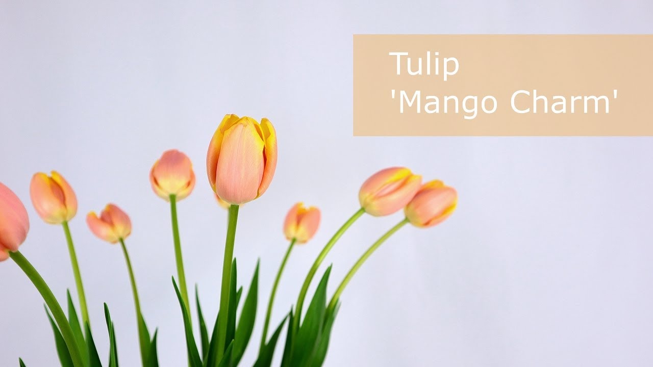【High Quality】Tulip 'Mango Charm'【Japanese Flowers】 - YouTube