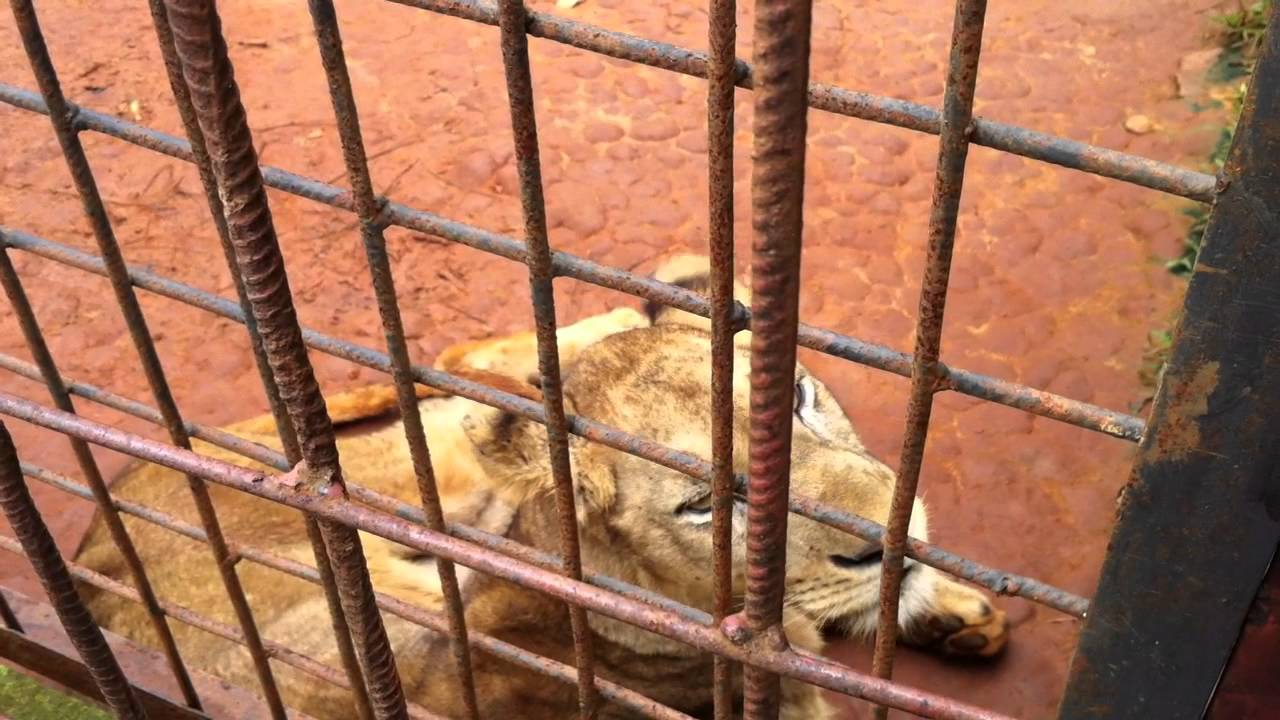 Yaounde Cameroon Zoo Lions - YouTube