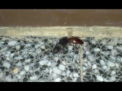Cockroach vs beetle .last turn - YouTube