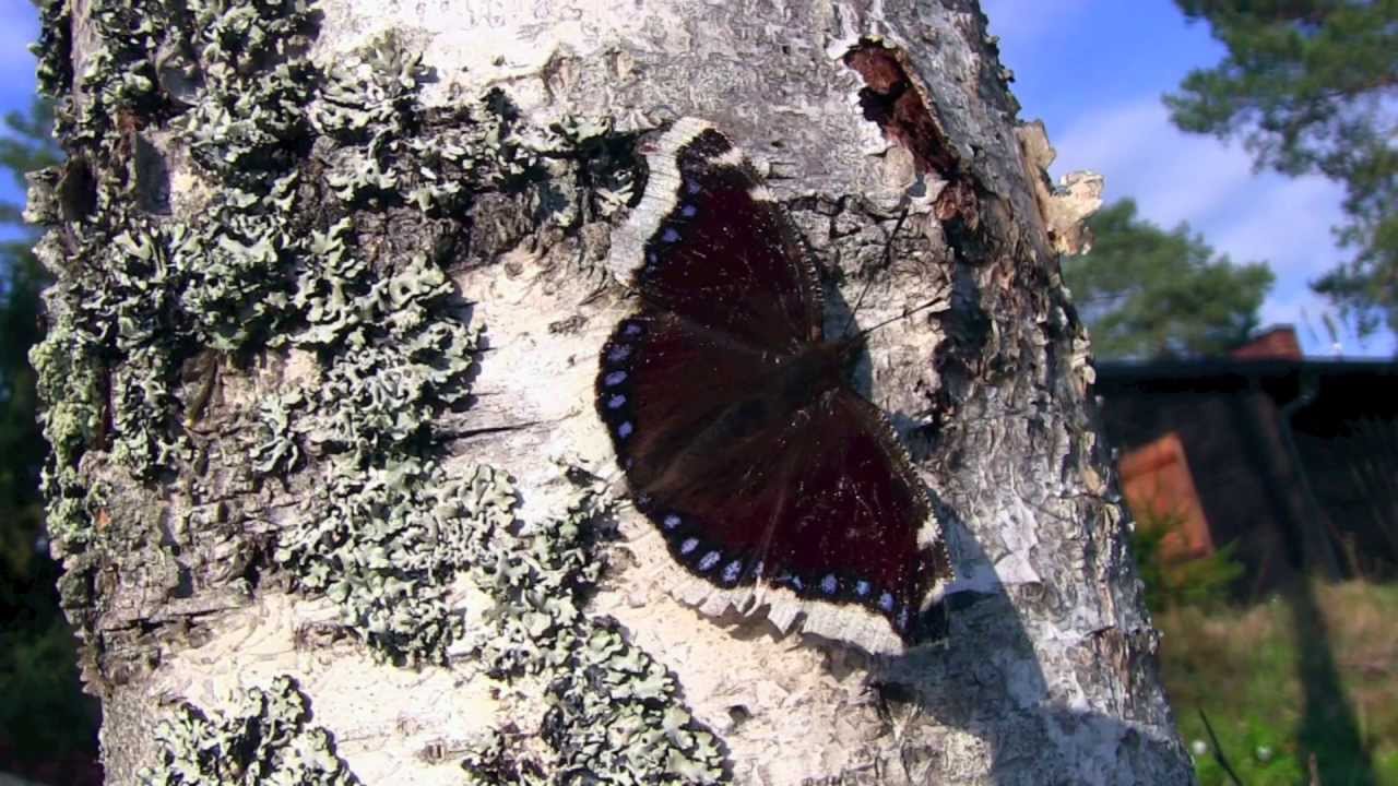 Sorgmantel nymphalis antiopa - YouTube