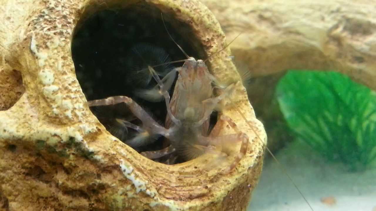 Bamboo Shrimp filter feeding. - YouTube